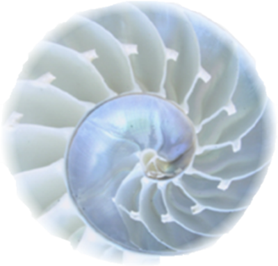 Nautilus Circle - International Collaborative Leadership Institute